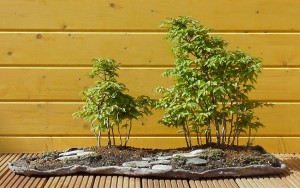 Make your own Bonsai plate | BonsaiGardenOnline