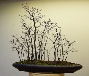 Make your own Bonsai plate | BonsaiGardenOnline